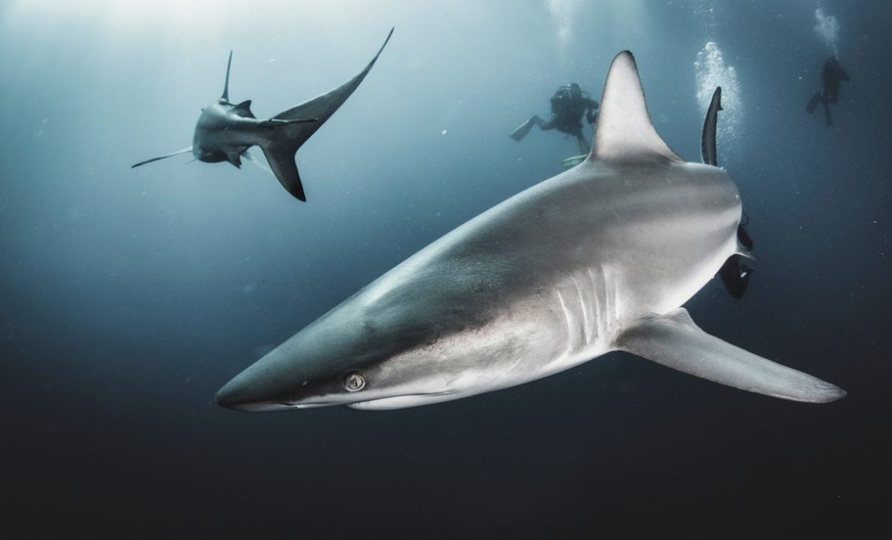 Donald Trump threw two shark divers a lifeline with these pardons that ...