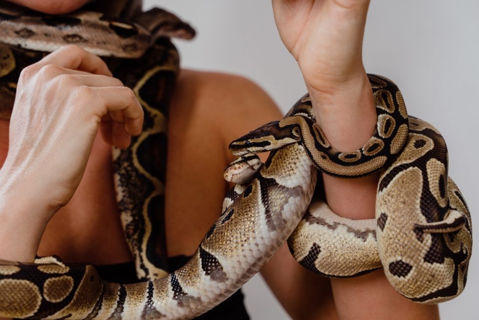 A Florida man caught 87 pythons in one month and the reward had him ...